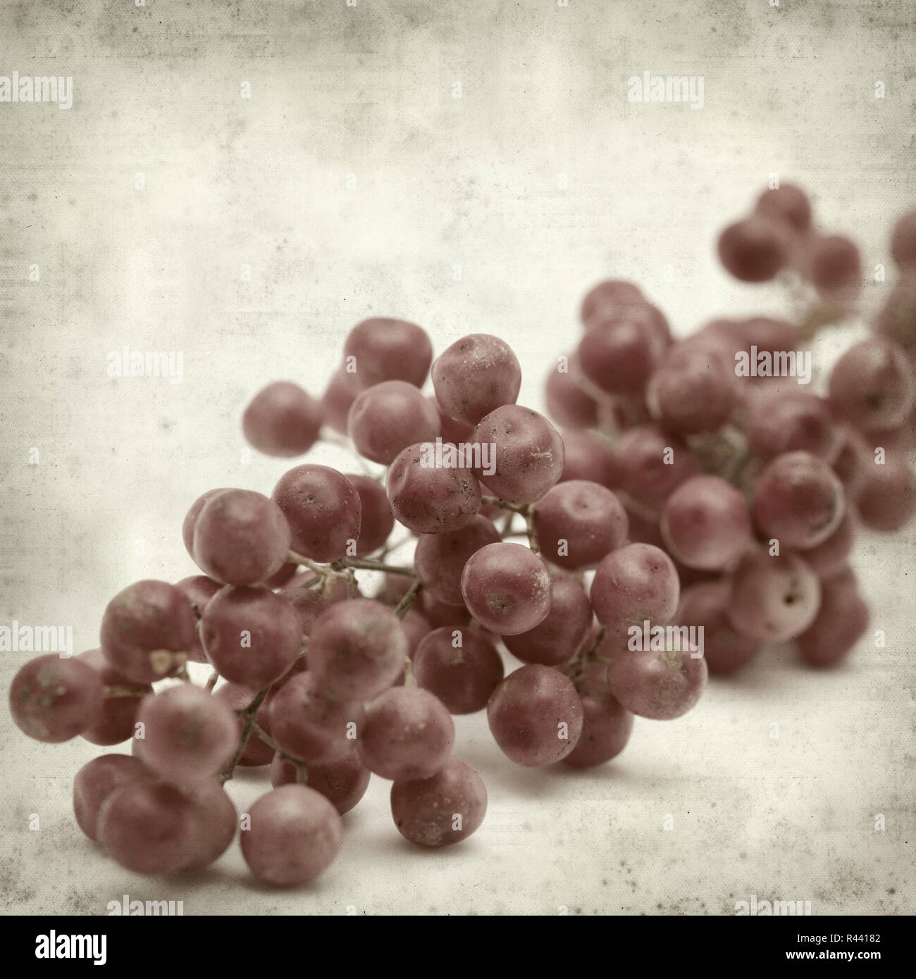 textured old paper background with pink peppercorn tree fruit Stock ...
