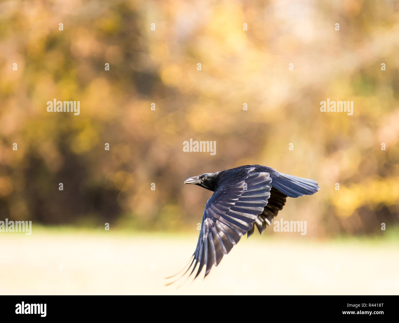Raven flying feathers hi-res stock photography and images - Alamy