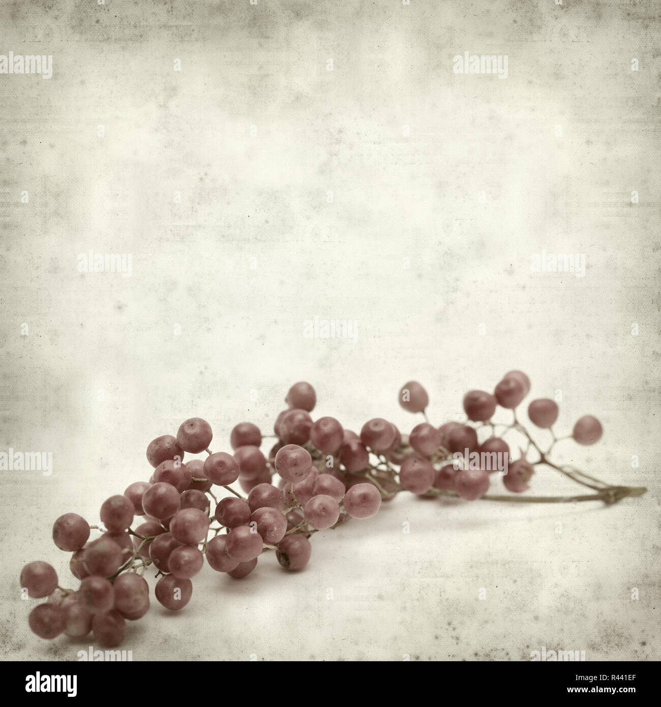 Peppercorn tree hi-res stock photography and images - Alamy