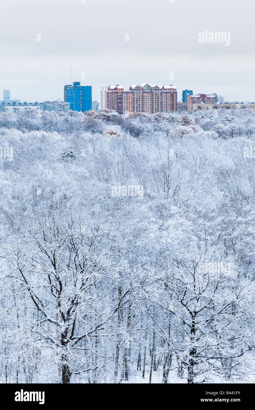snow oak trees in woods and town in winter morning Stock Photo - Alamy