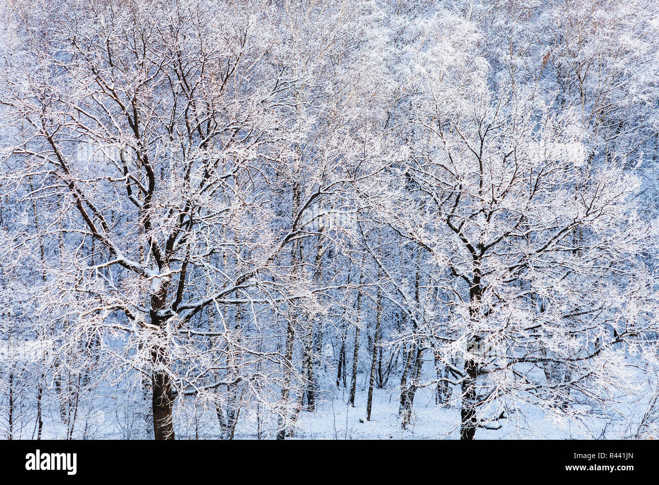 snow oak trees in forest in winter day Stock Photo - Alamy