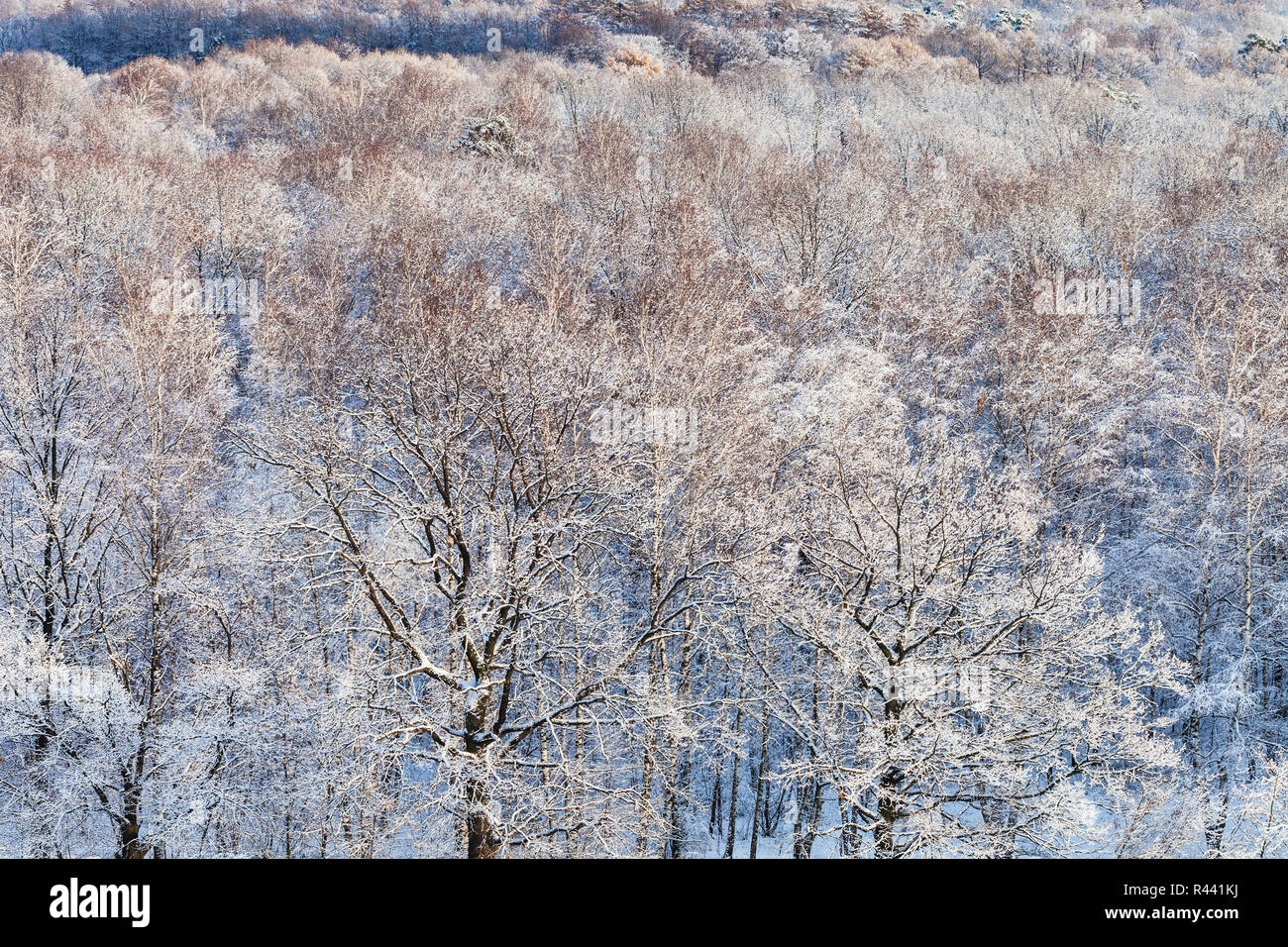 snow covered oak trees in snow forest in winter Stock Photo - Alamy