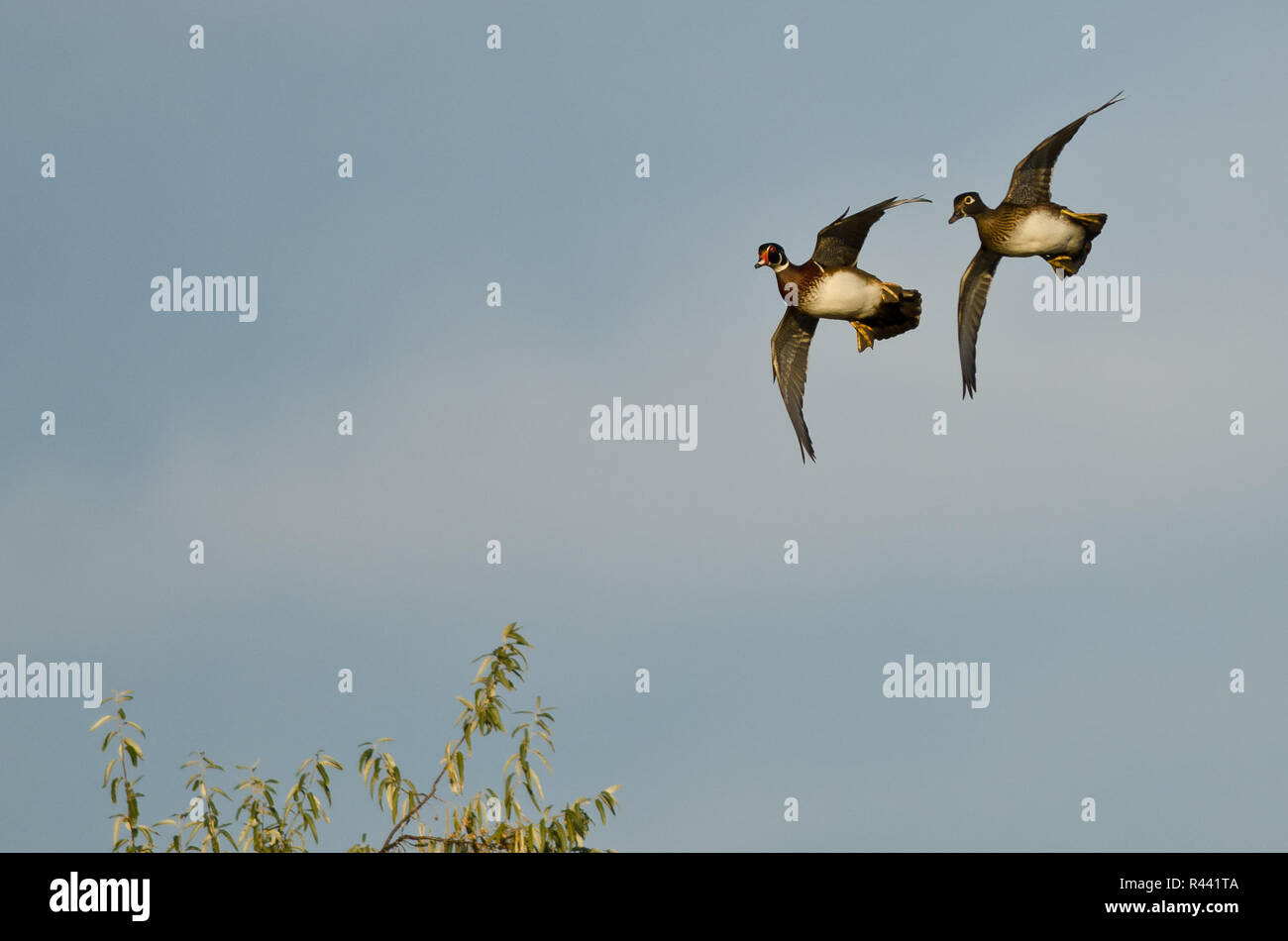 Wood ducks landing hi-res stock photography and images - Alamy