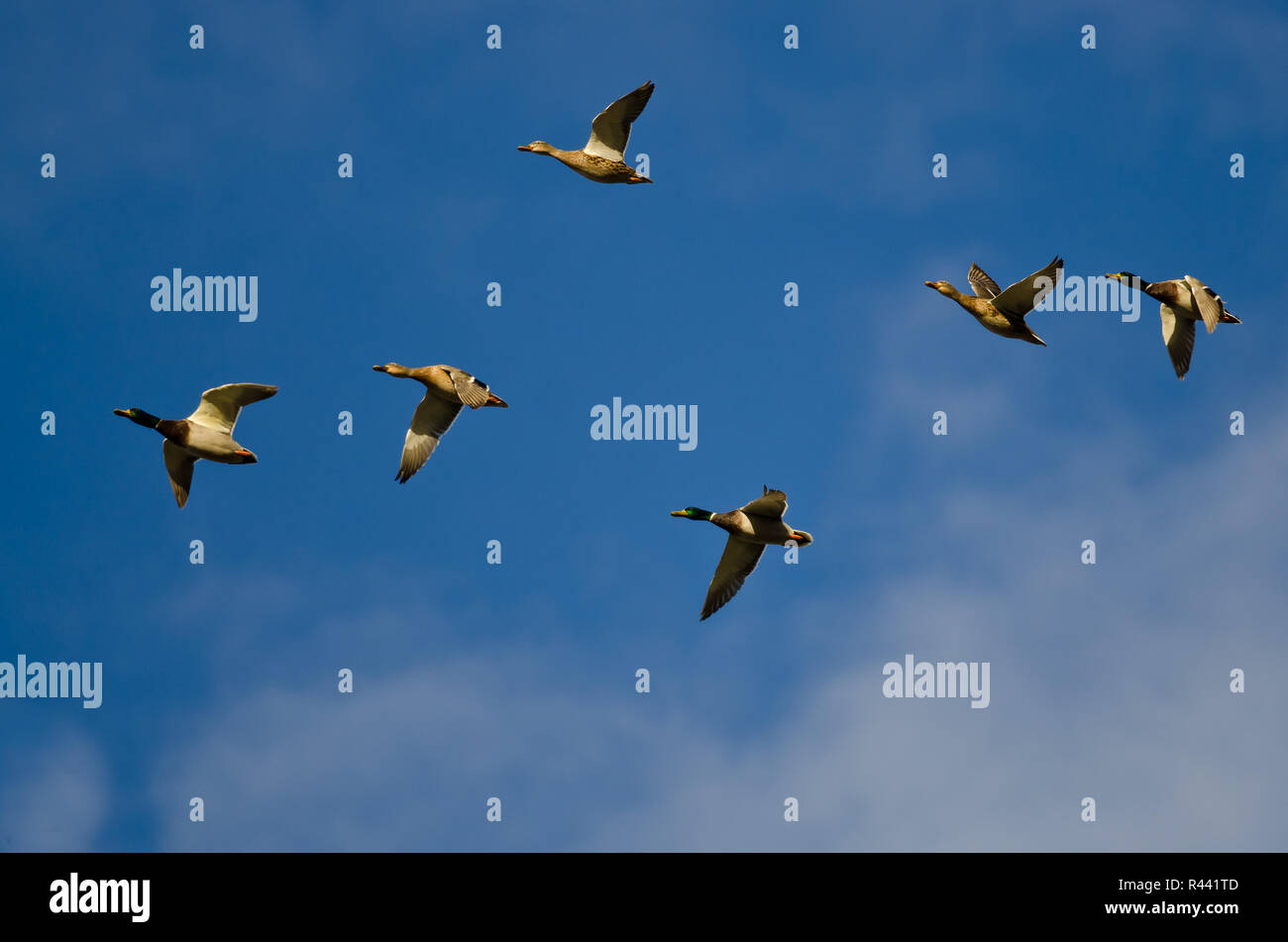 Mallard ducks flying hi-res stock photography and images - Alamy