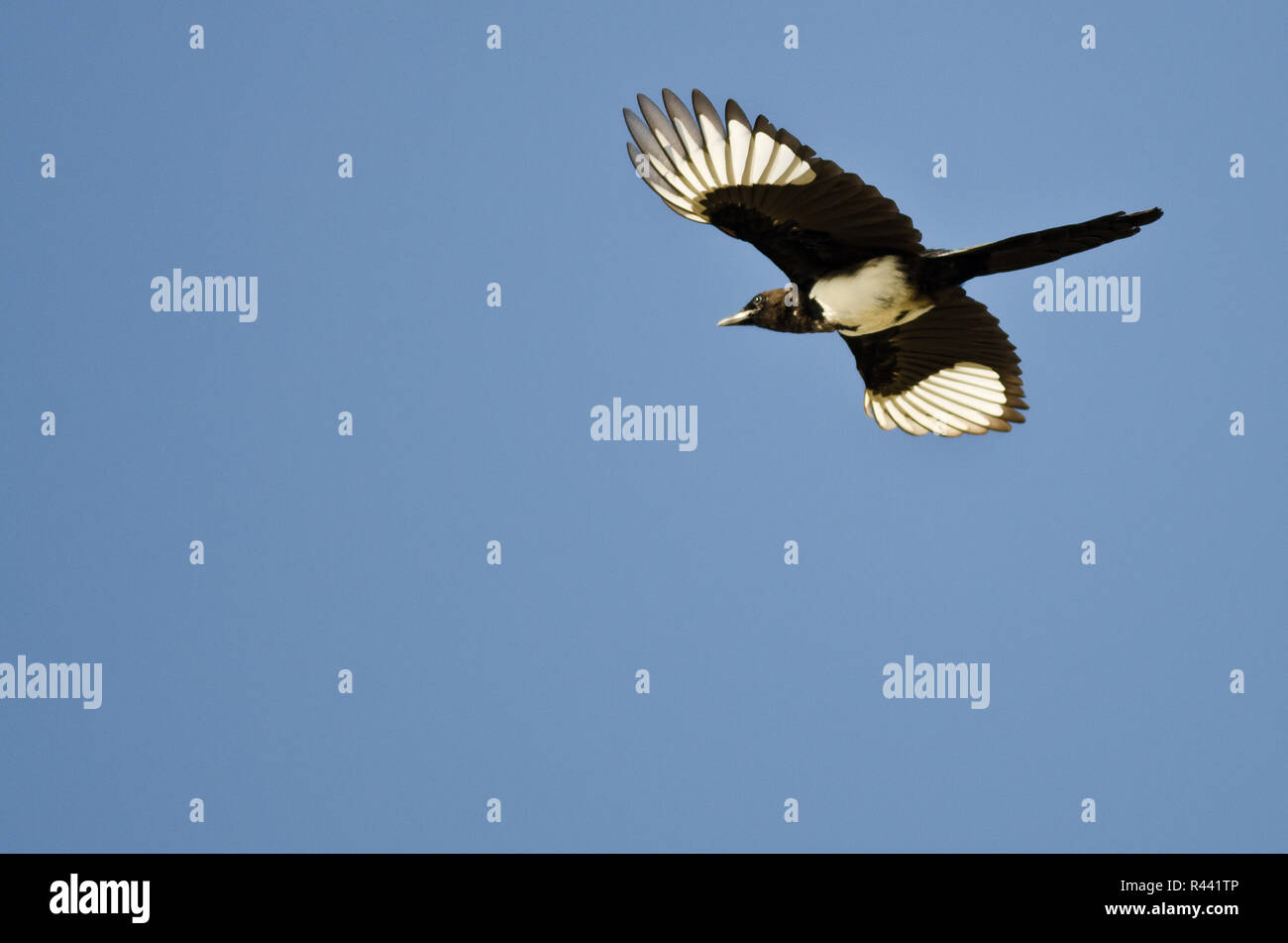 Black-billed Magpie Flying in a Blue Sky Stock Photo - Alamy