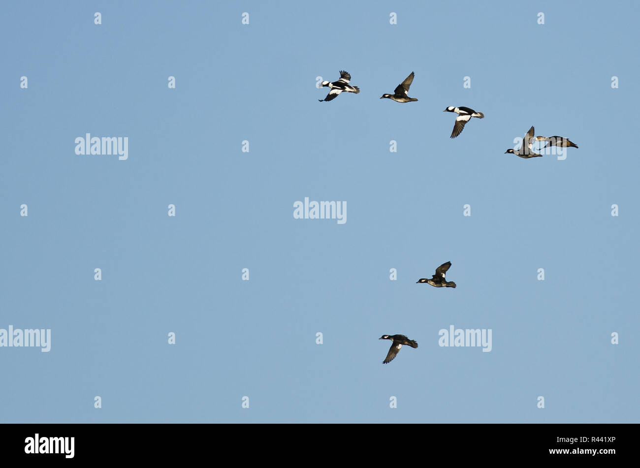 Bufflehead ducks america hi-res stock photography and images - Alamy