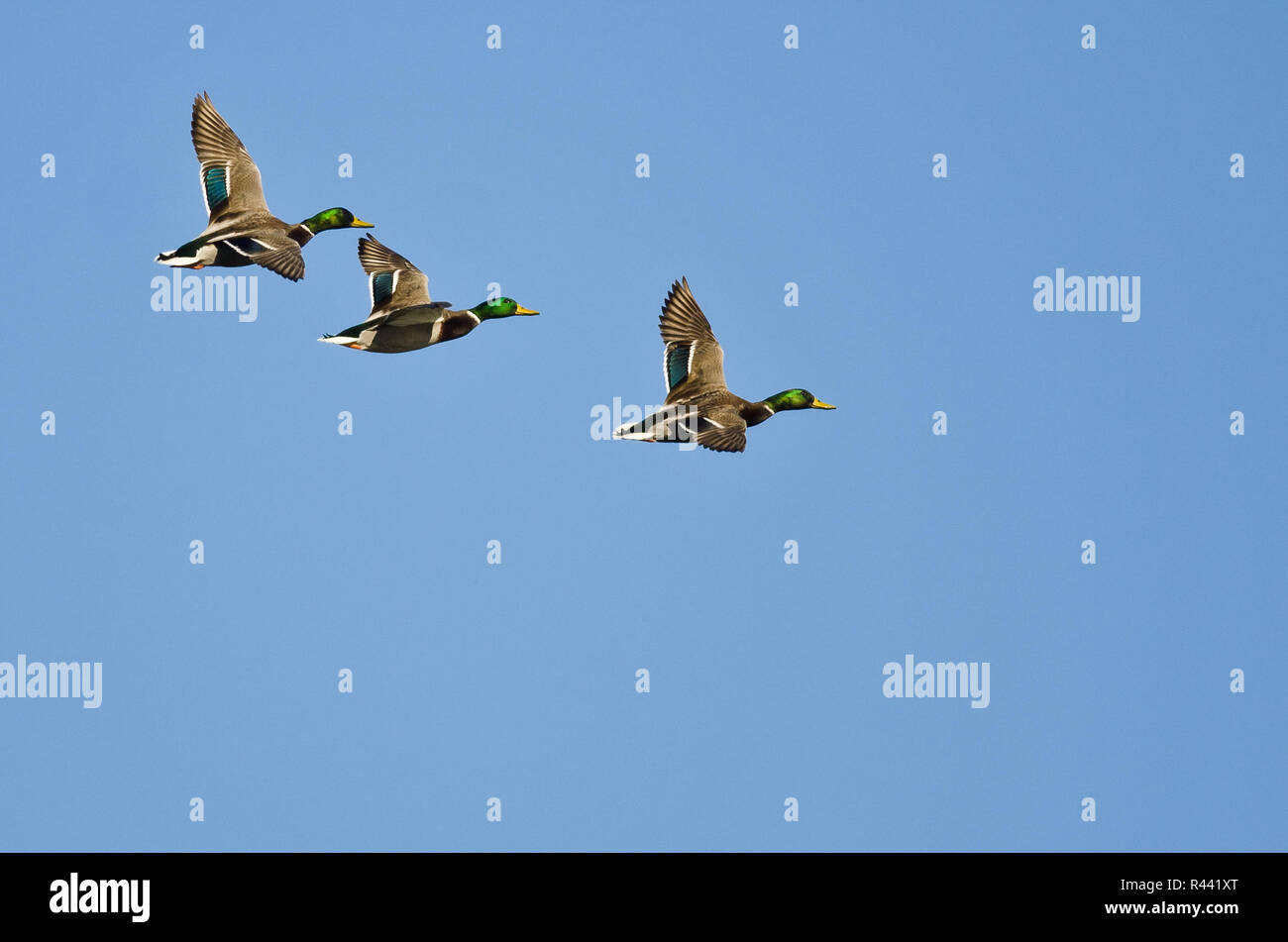 Three blue ducks hi-res stock photography and images - Alamy