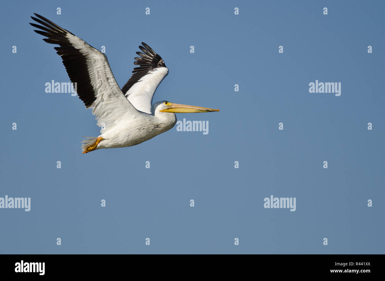 American white pelican flies hi-res stock photography and images - Alamy