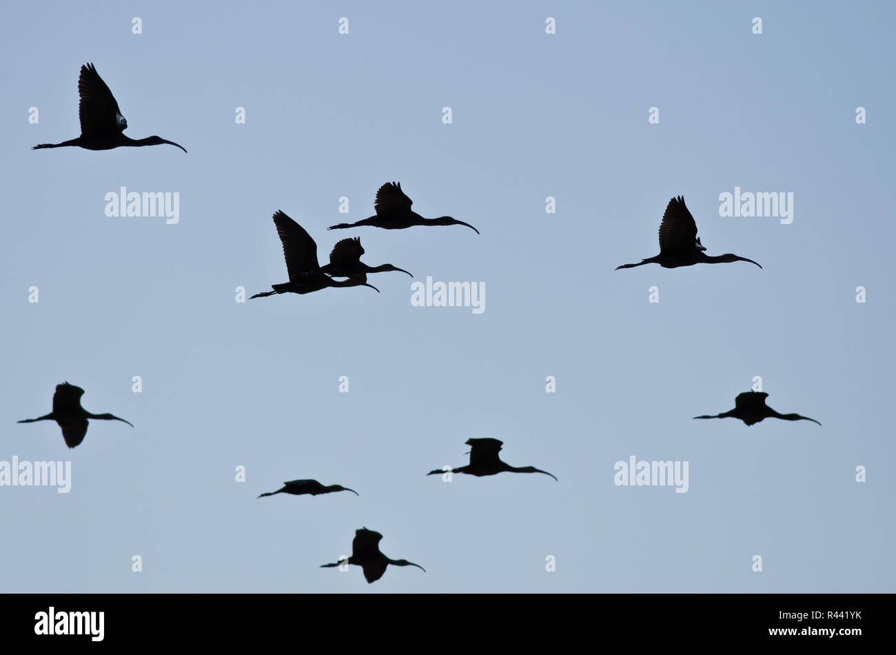 Flock of Silhouetted White-Faced Ibis Flying in a Blue Sky Stock Photo ...