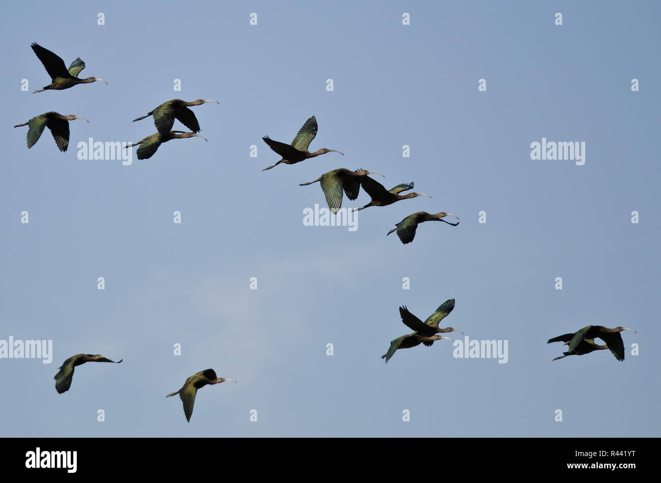 Flying white faced ibis hi-res stock photography and images - Alamy