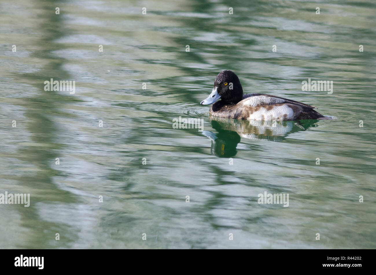 Black scaup hi-res stock photography and images - Alamy