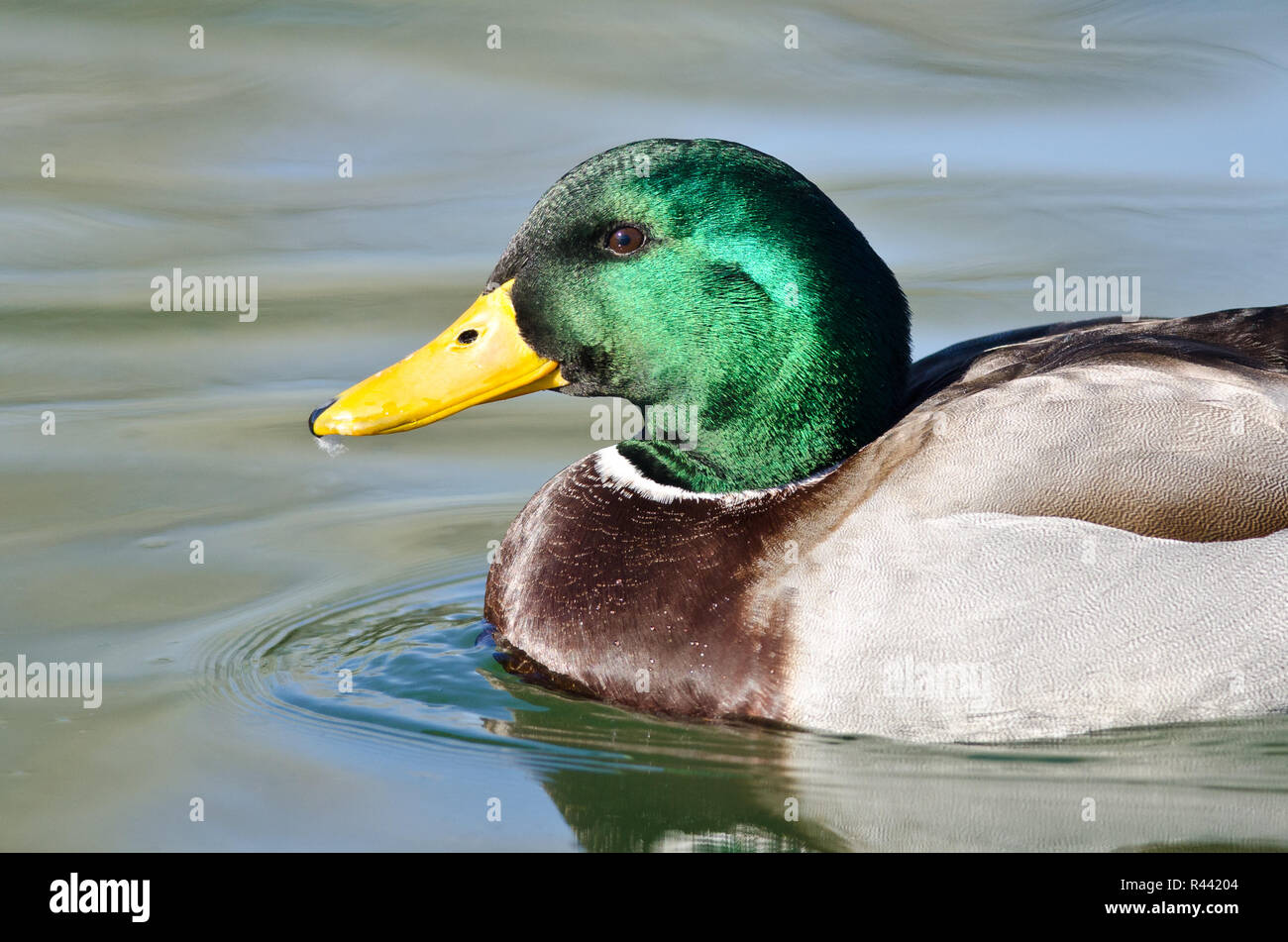 Close Up of Male Mallard Duck Profile Stock Photo - Alamy