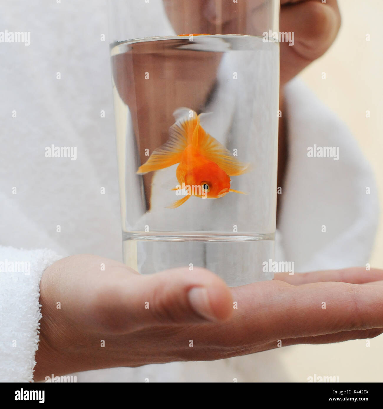 goldfish in a bowl Stock Photo - Alamy