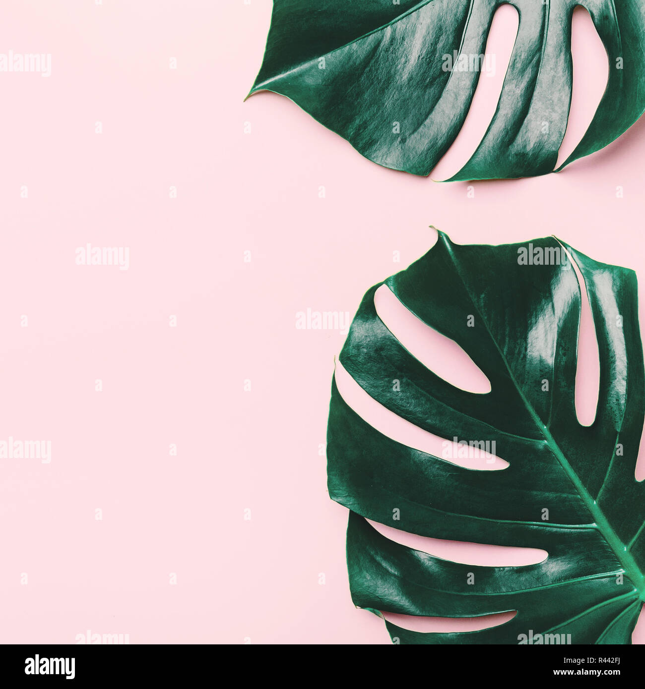 Monstera leaves on pink background. View from above. Monstera ...