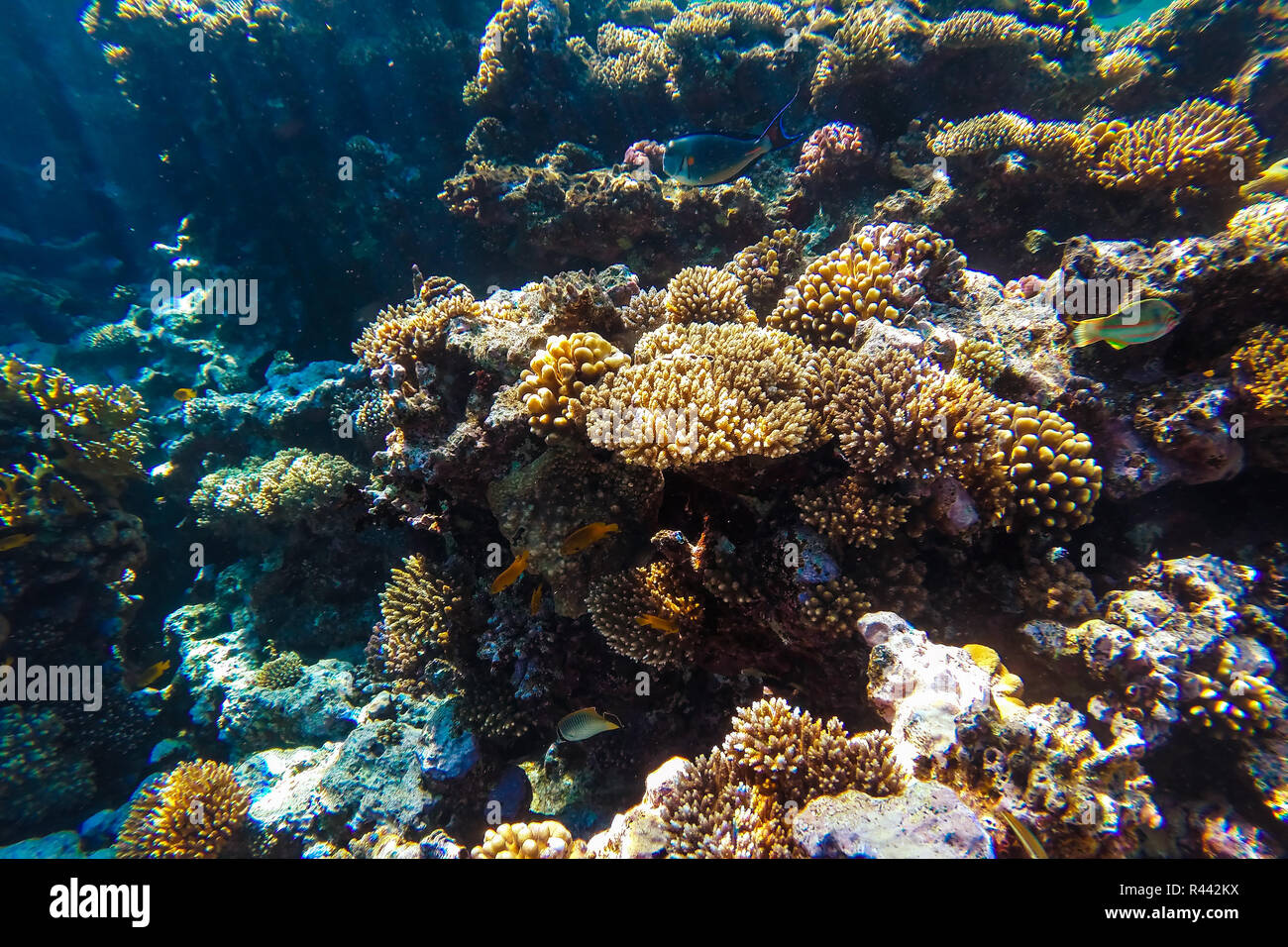 red sea underwater coral reef Stock Photo - Alamy