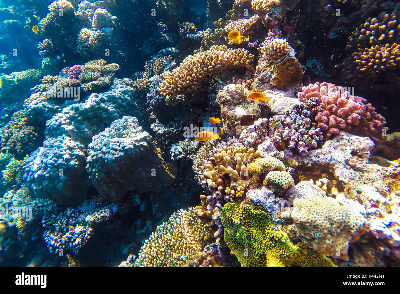 red sea underwater coral reef Stock Photo - Alamy