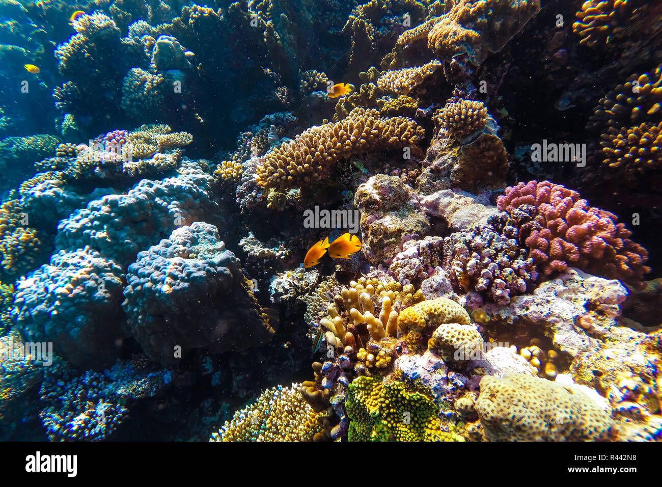 red sea underwater coral reef Stock Photo - Alamy