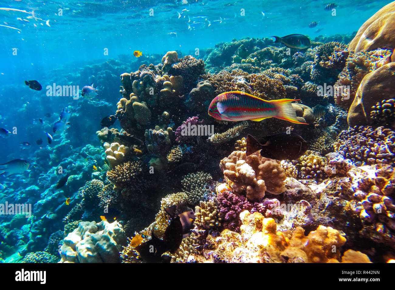 red sea underwater coral reef Stock Photo - Alamy