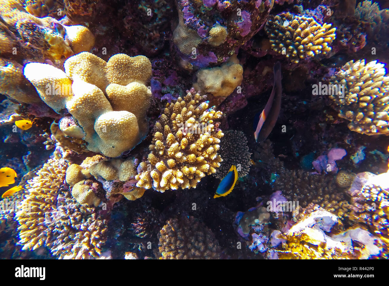 red sea underwater coral reef Stock Photo - Alamy