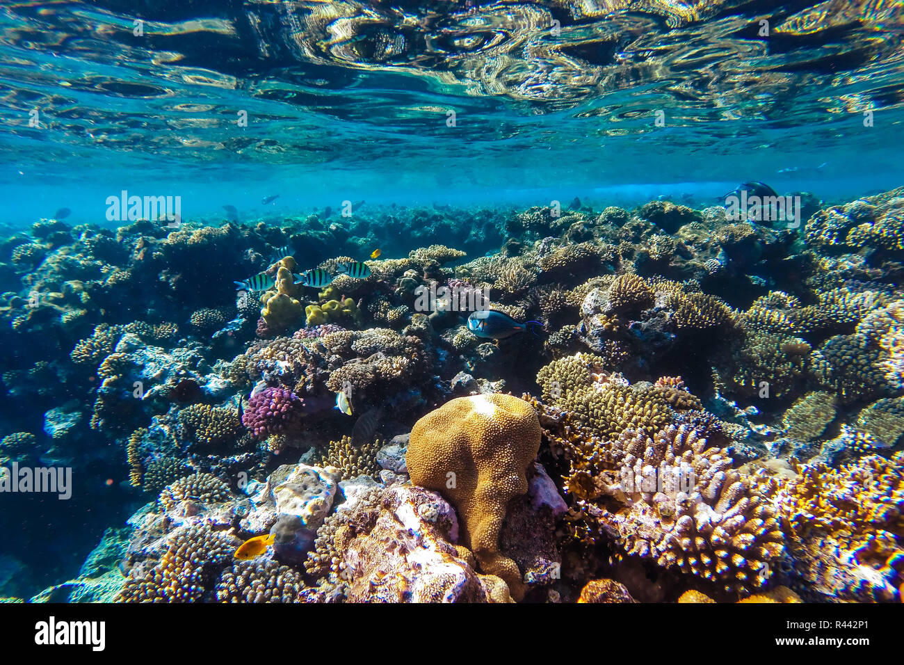 red sea underwater coral reef Stock Photo - Alamy