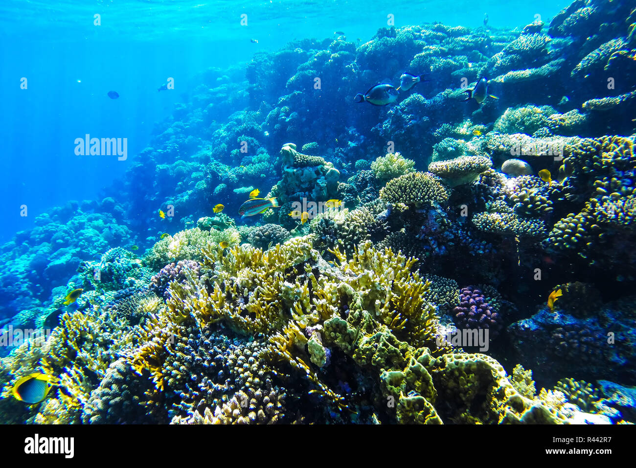 red sea underwater coral reef Stock Photo - Alamy