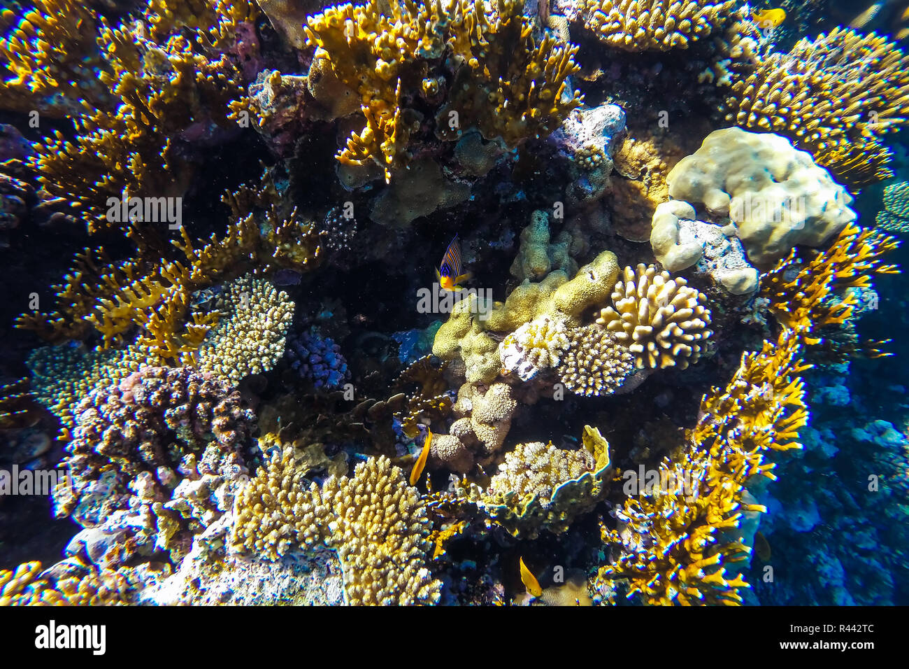 red sea underwater coral reef Stock Photo - Alamy