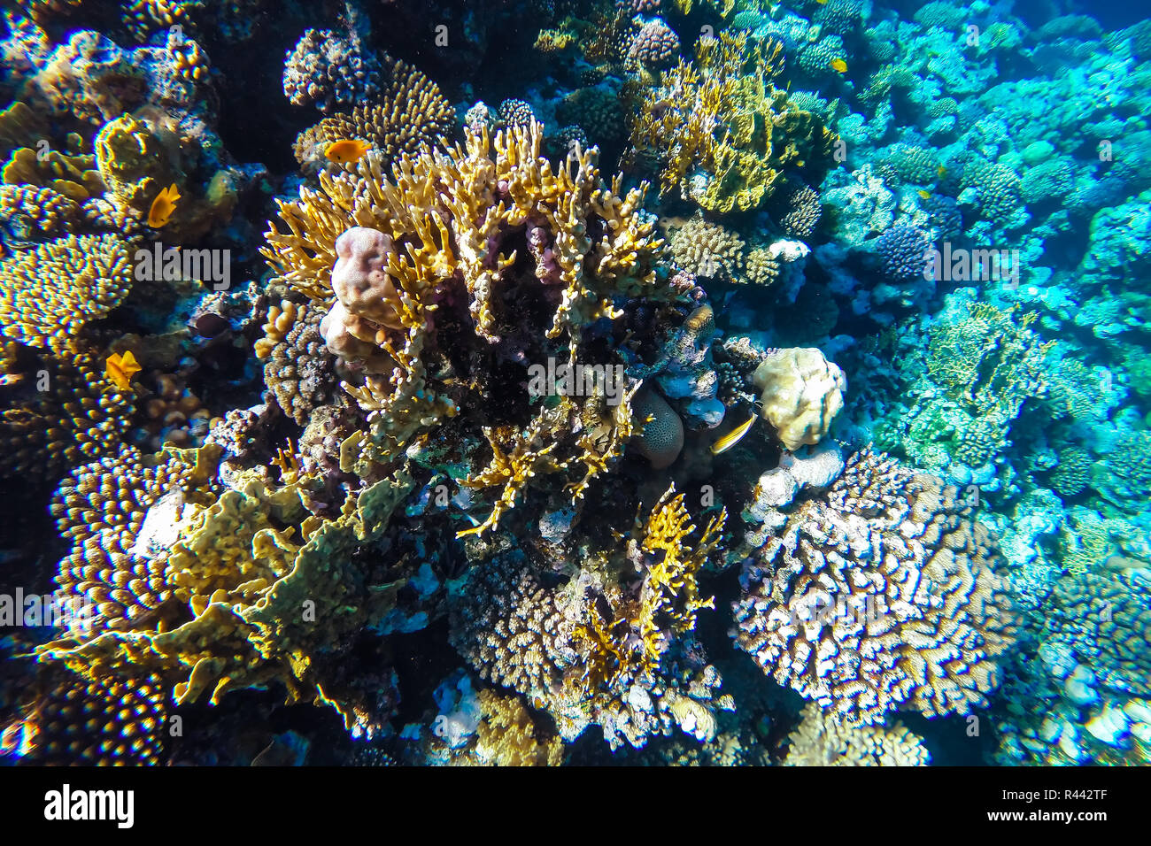red sea underwater coral reef Stock Photo - Alamy