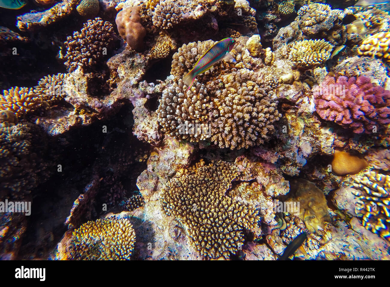red sea underwater coral reef Stock Photo - Alamy