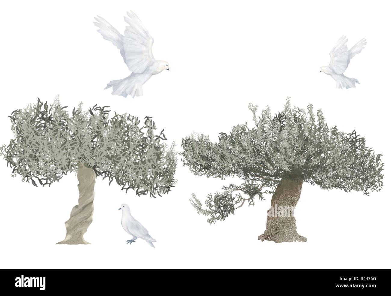 Olive tree illustration. Hand drawn watercolor painting on white ...