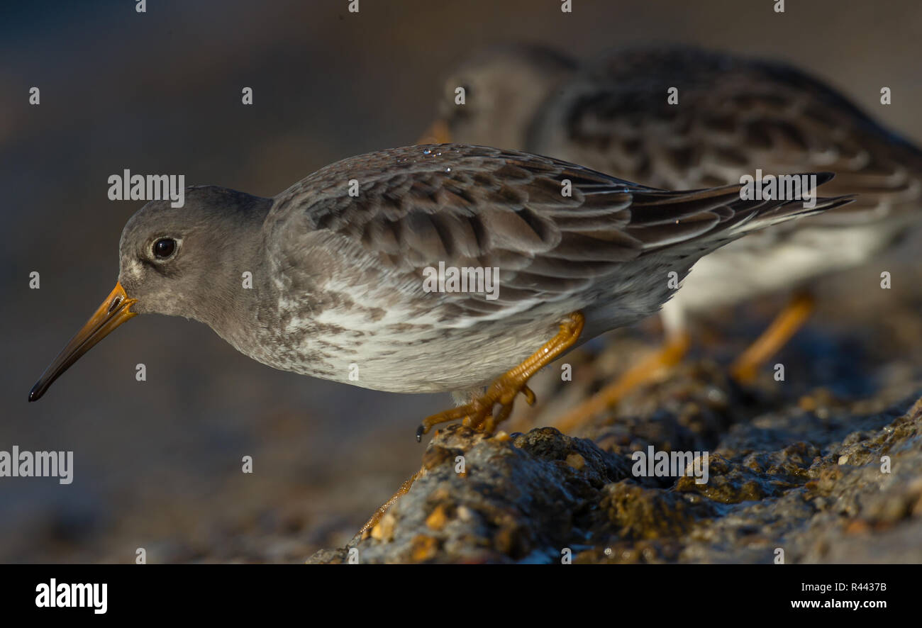 purple sandpiper in winter plumage keyhaven dorset uk Stock Photo - Alamy