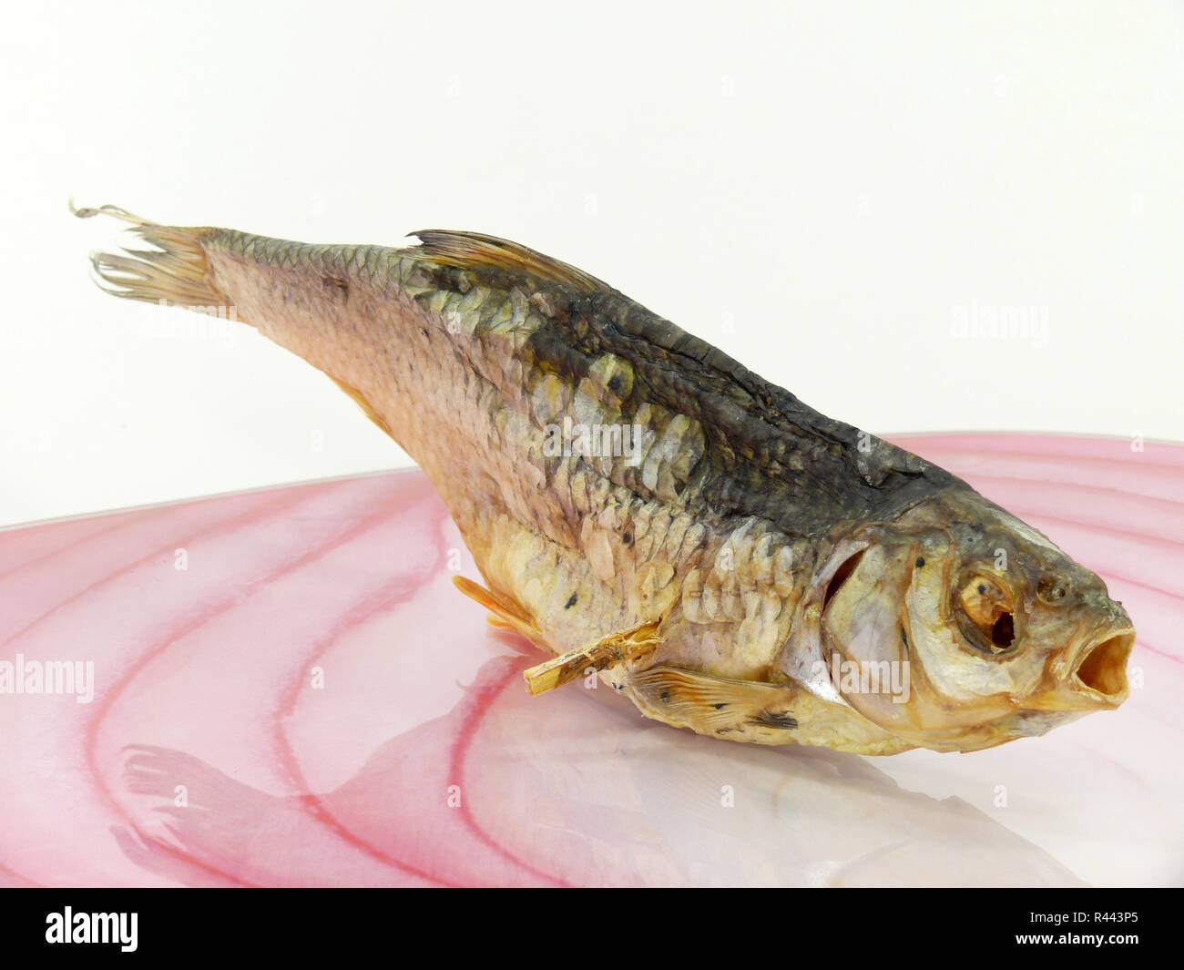 Rotfeder hi-res stock photography and images - Alamy