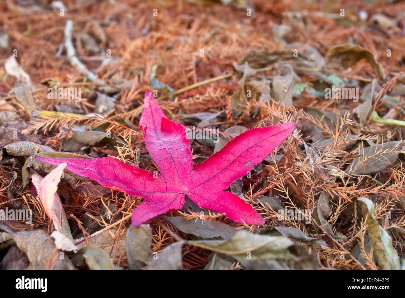 A single red leaf on the ground in autumn fall Stock Photo - Alamy