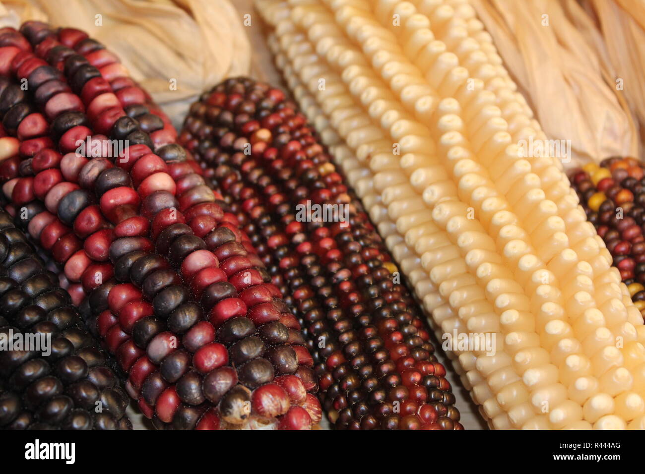Pictures of dried corn taken in the kitchen of a farmer in Central ...
