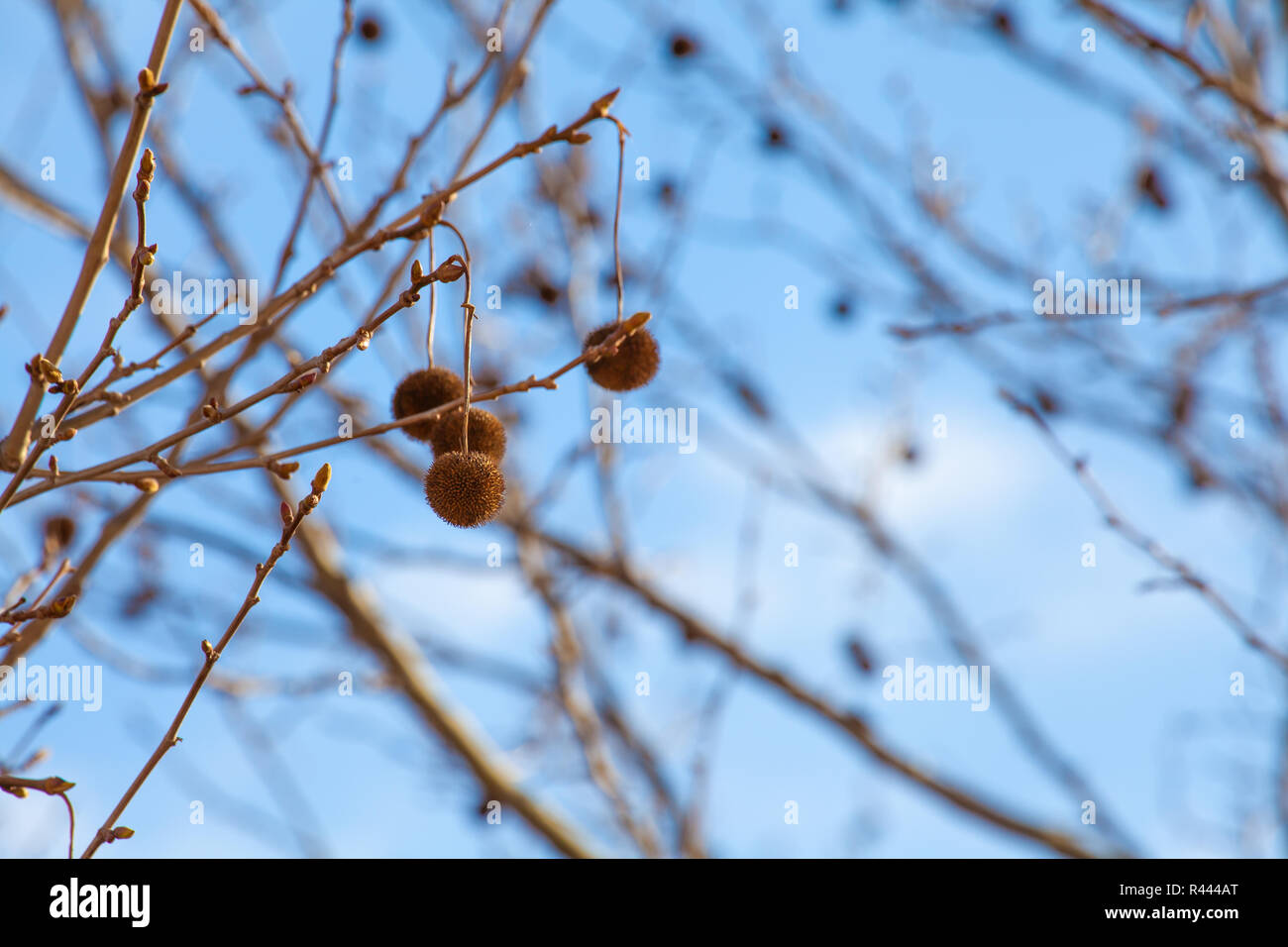 Platanus Occidentalis Fruit