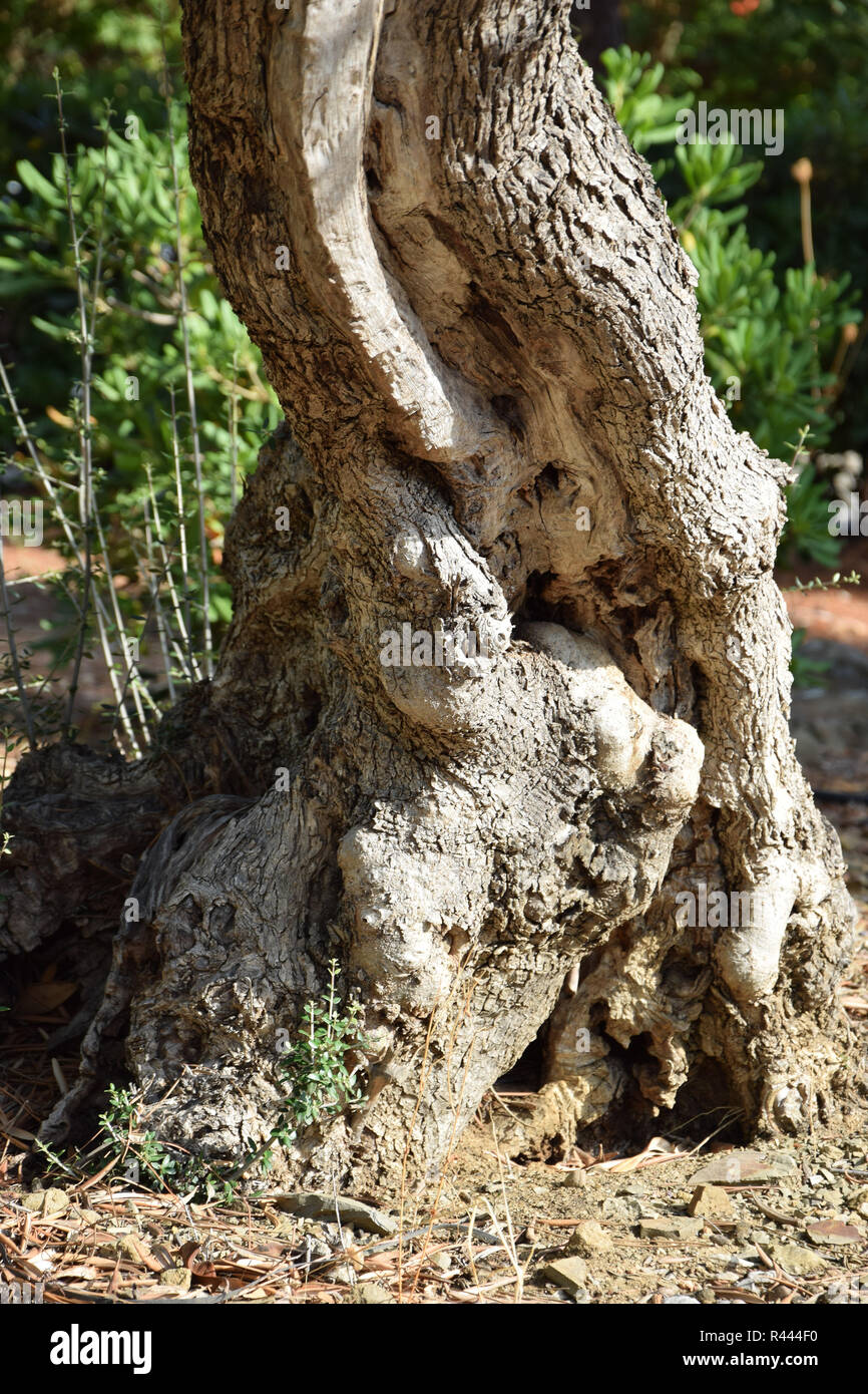 olive tree trunk Stock Photo - Alamy