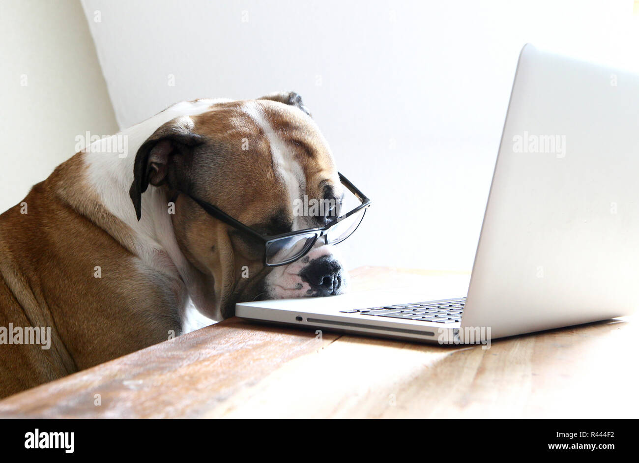 dog sitting pensively in front of computer Stock Photo - Alamy