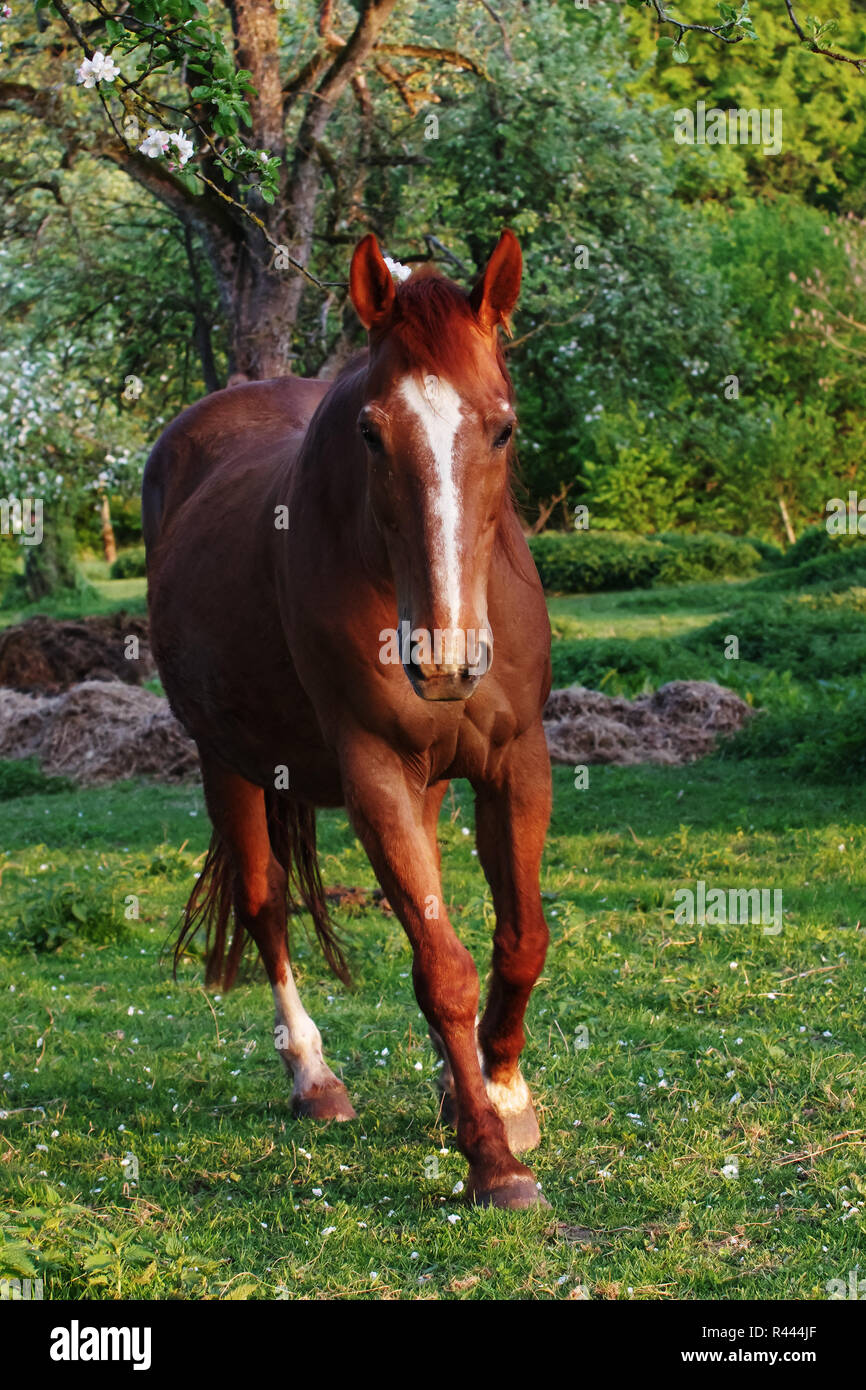 age fox galloping Stock Photo - Alamy