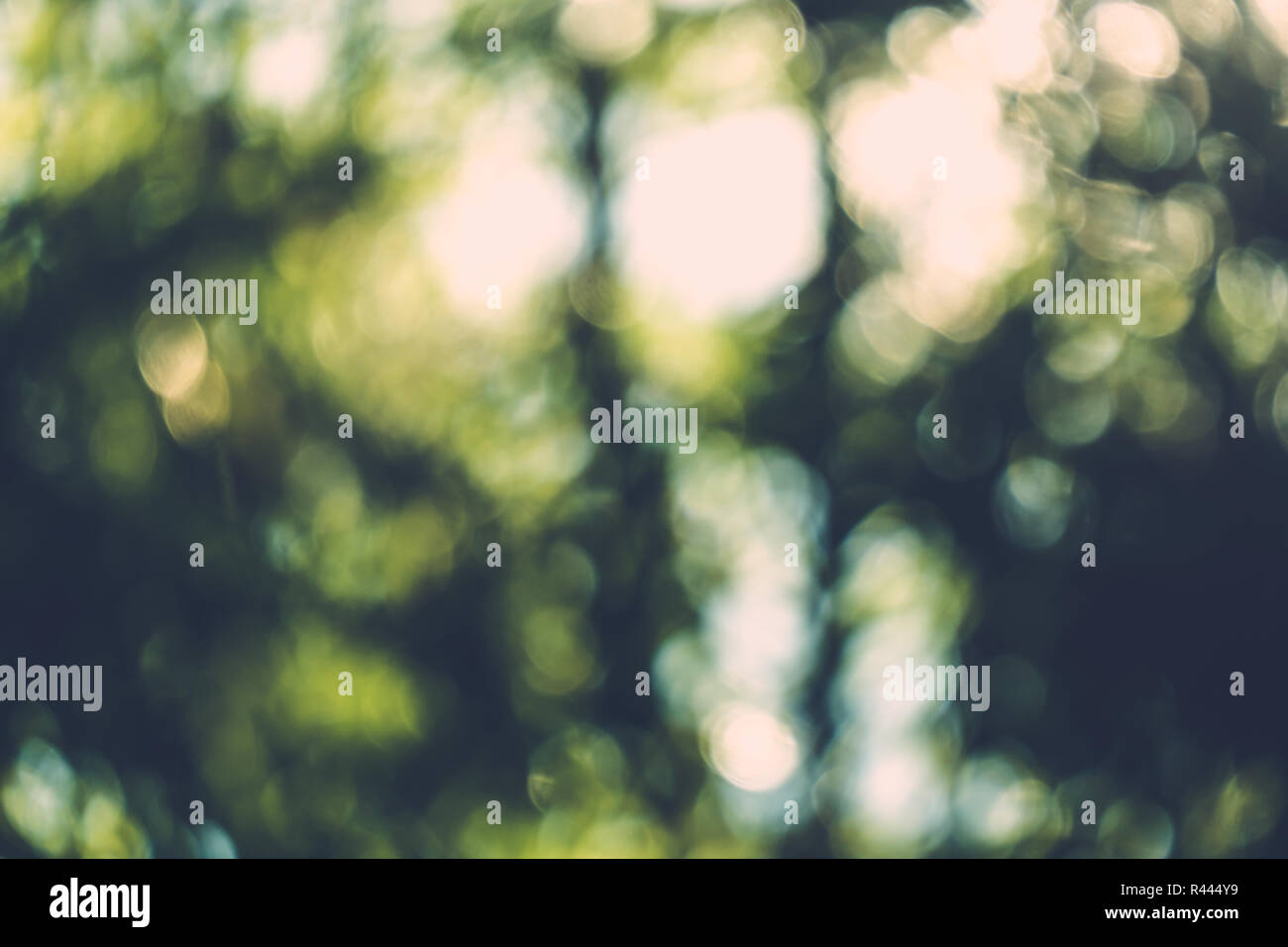 abstract natural blur background, defocused leaves, bokeh Stock Photo ...