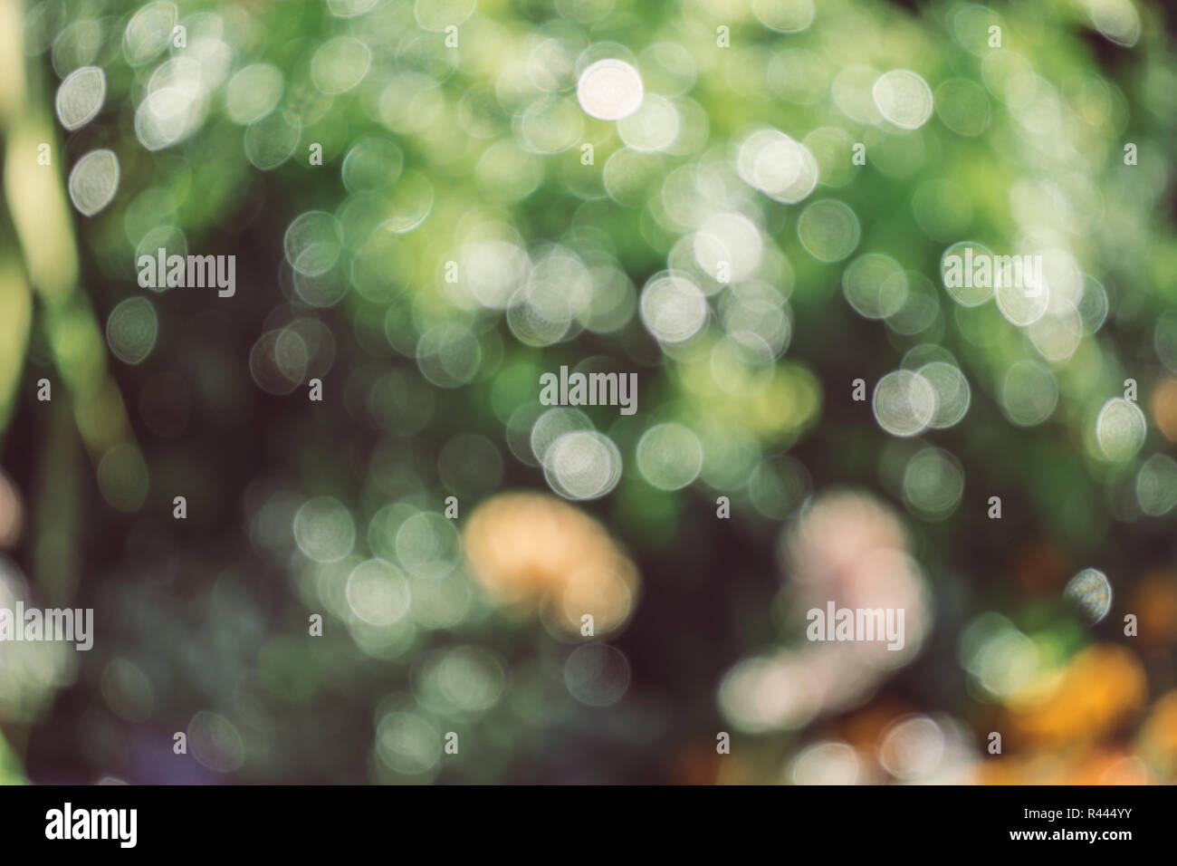abstract natural blur background, defocused leaves, bokeh Stock Photo ...
