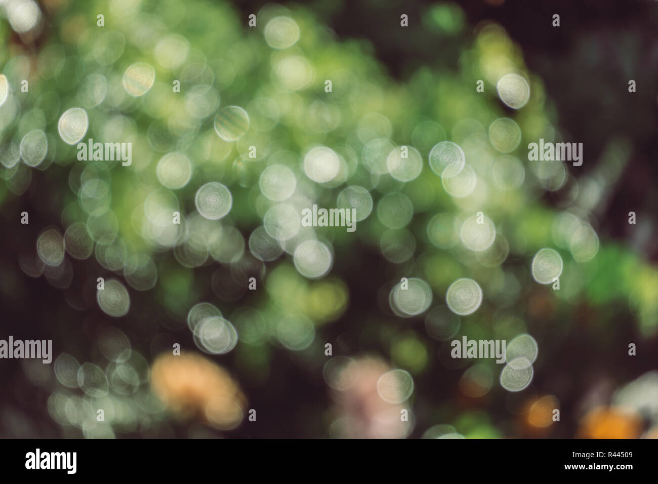 abstract natural blur background, defocused leaves, bokeh Stock Photo ...
