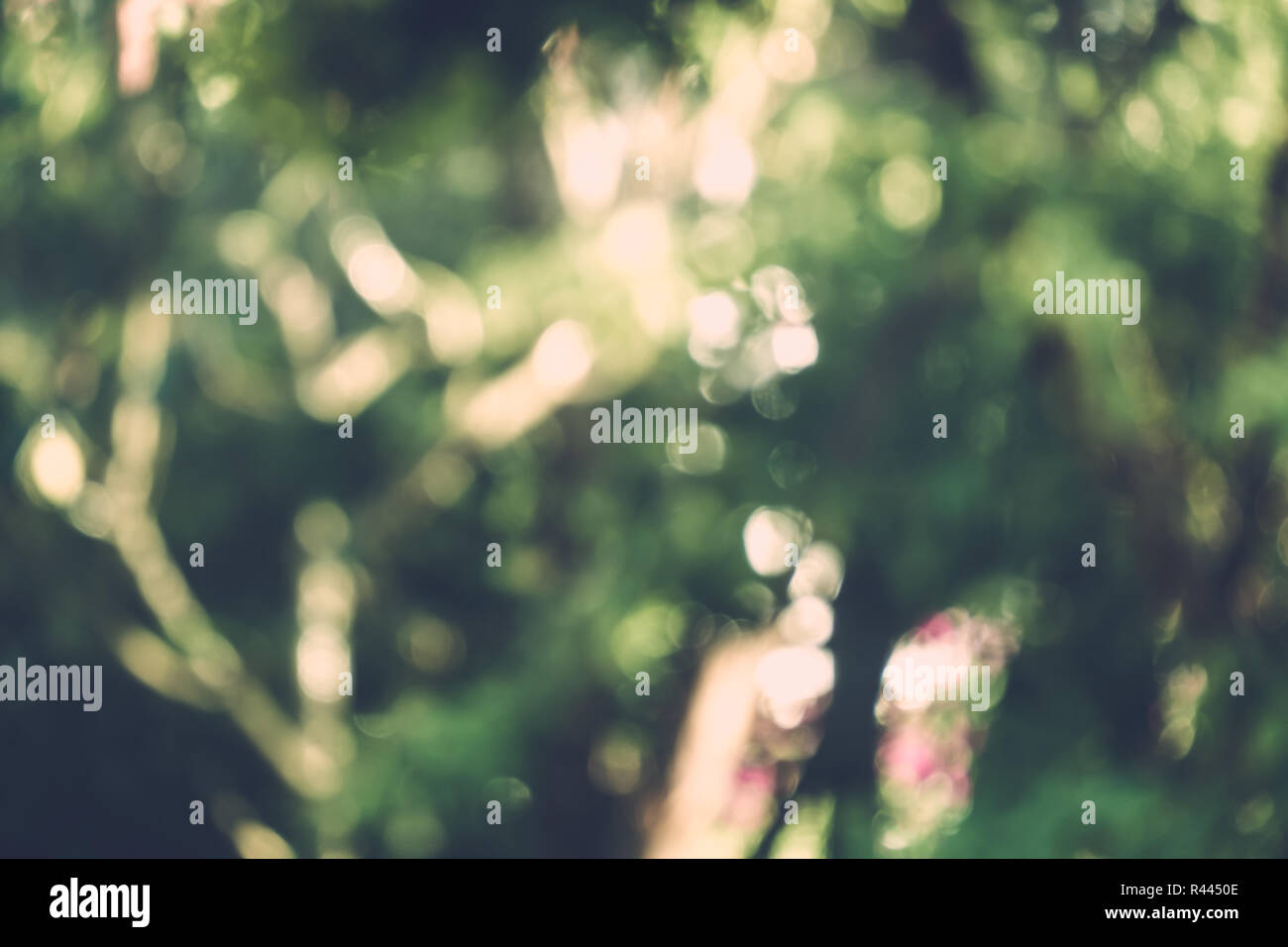 abstract natural blur background, defocused leaves, bokeh Stock Photo ...
