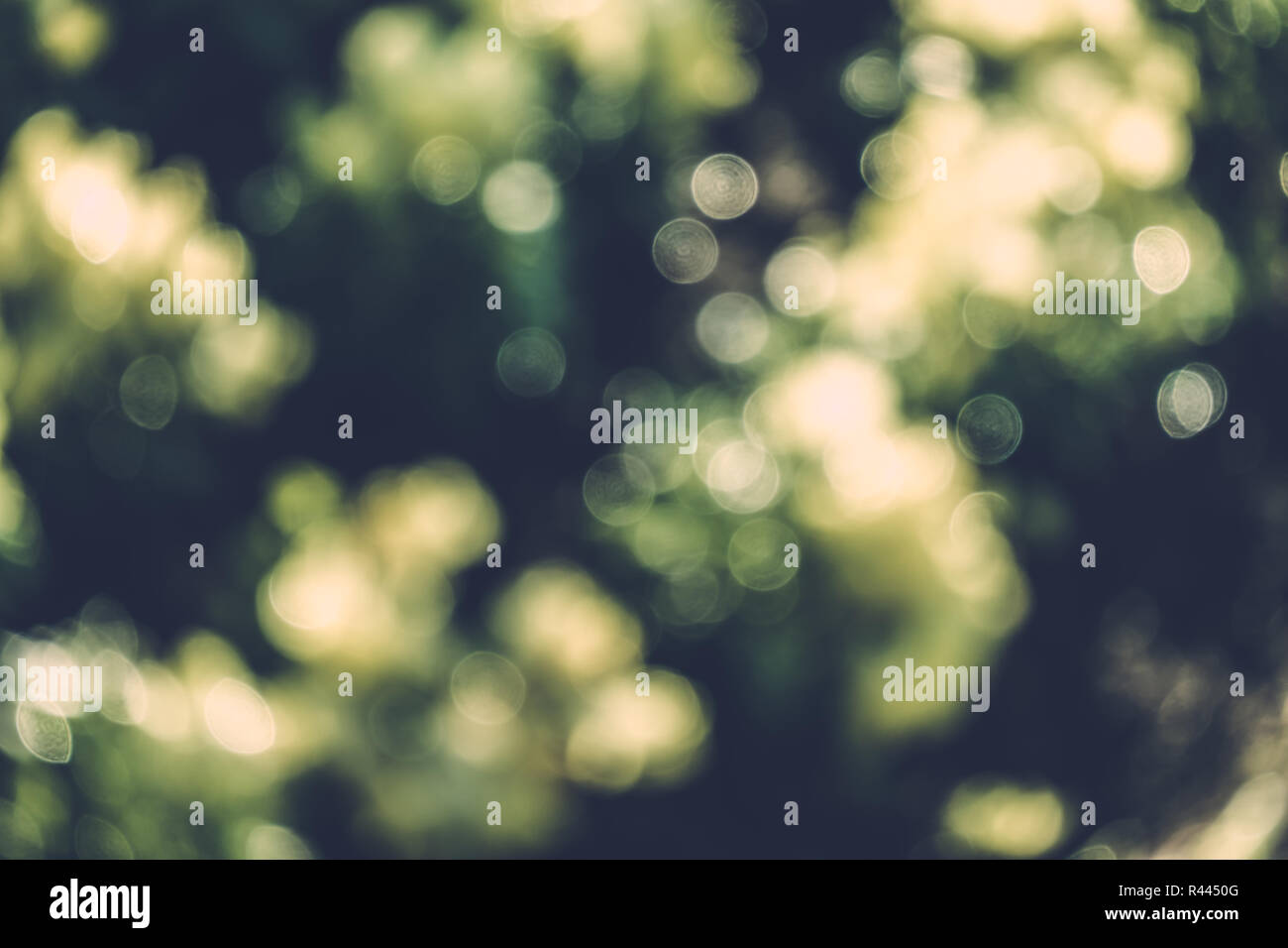 abstract natural blur background, defocused leaves, bokeh Stock Photo ...