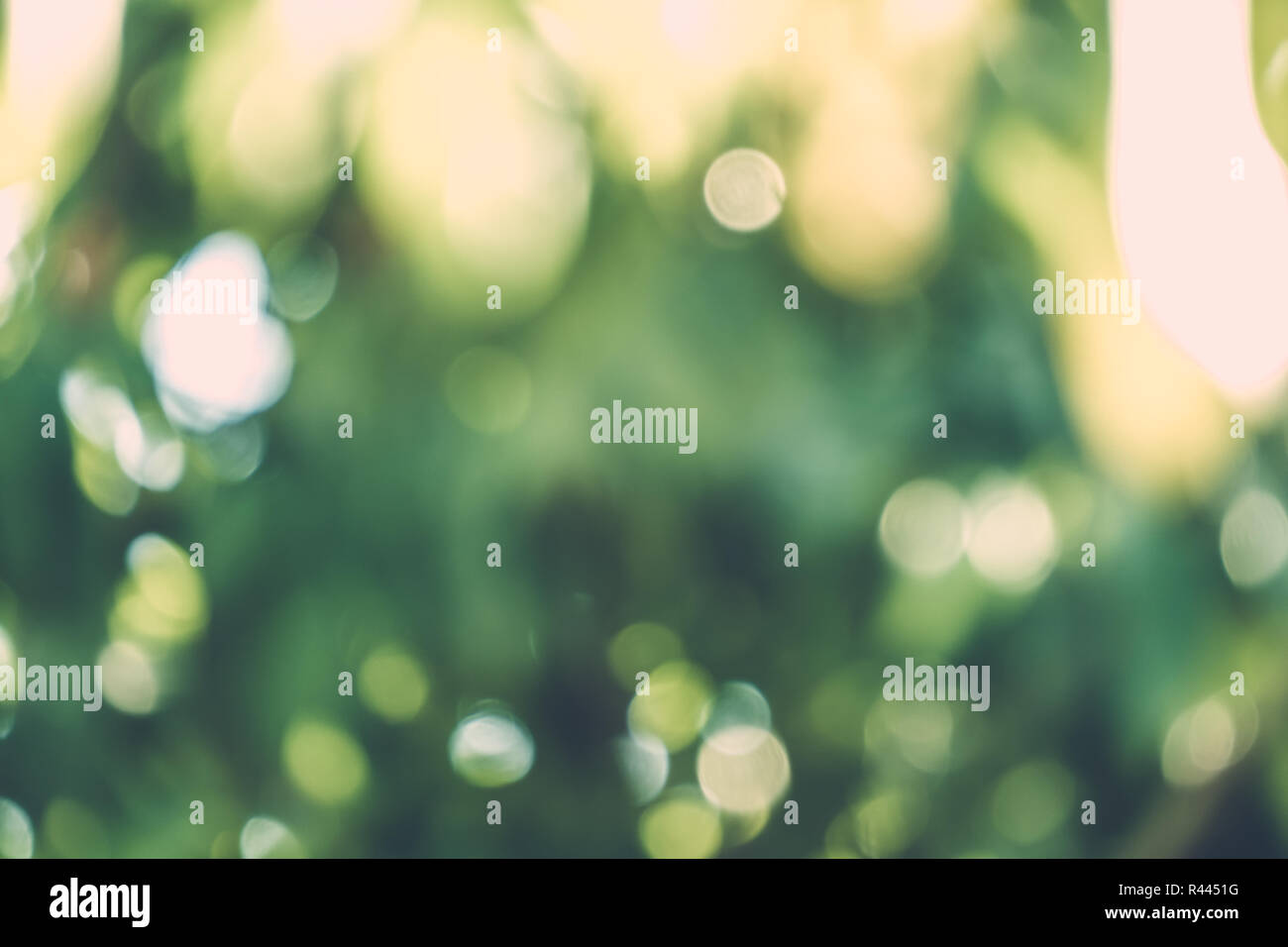 abstract natural blur background, defocused leaves, bokeh Stock Photo ...