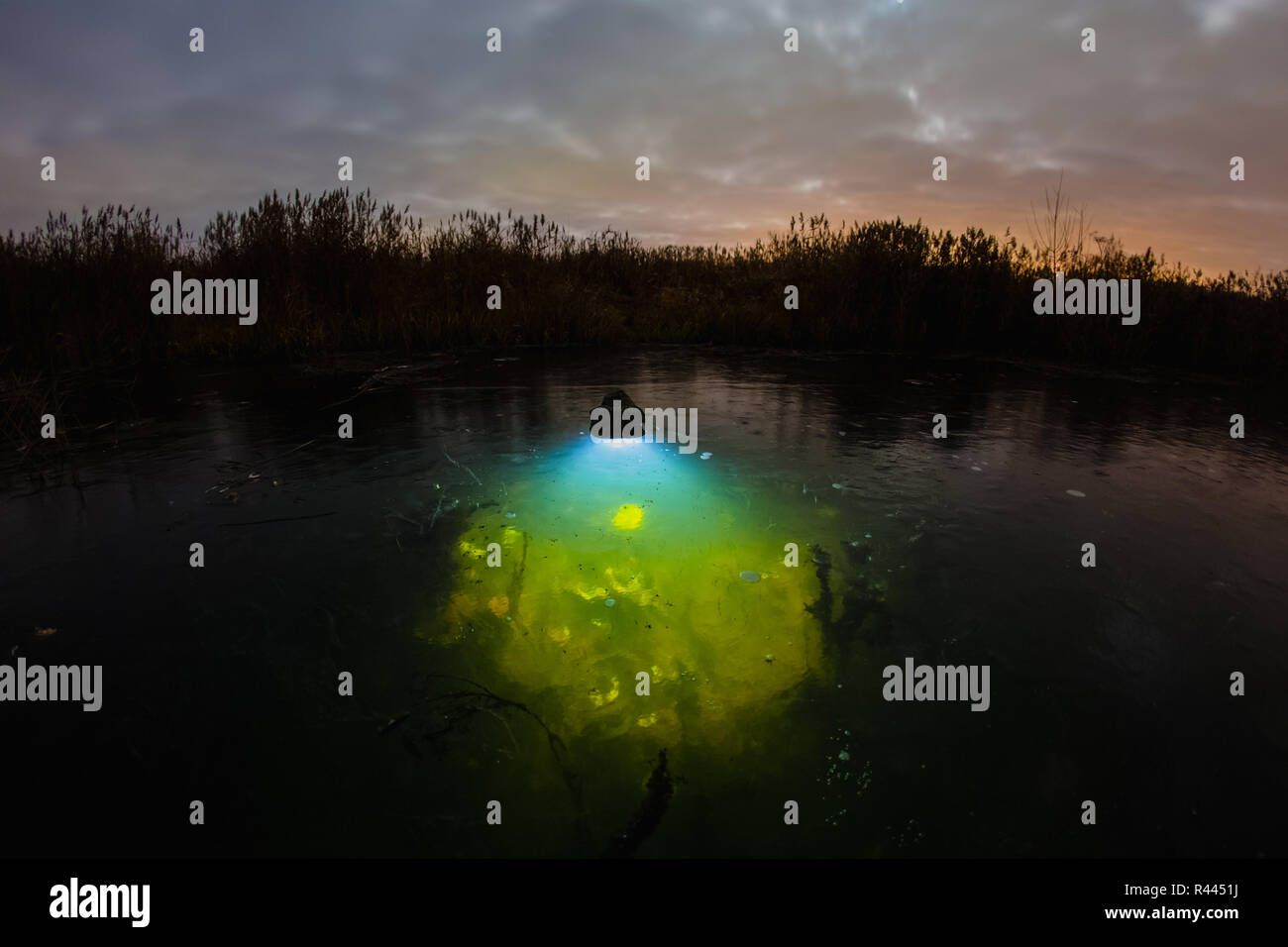 Still life with underwater plant under surface of frozen lake Stock ...