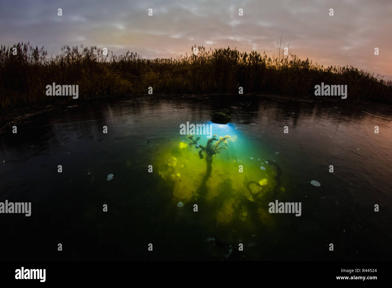 Still life with underwater plant under surface of frozen lake Stock ...