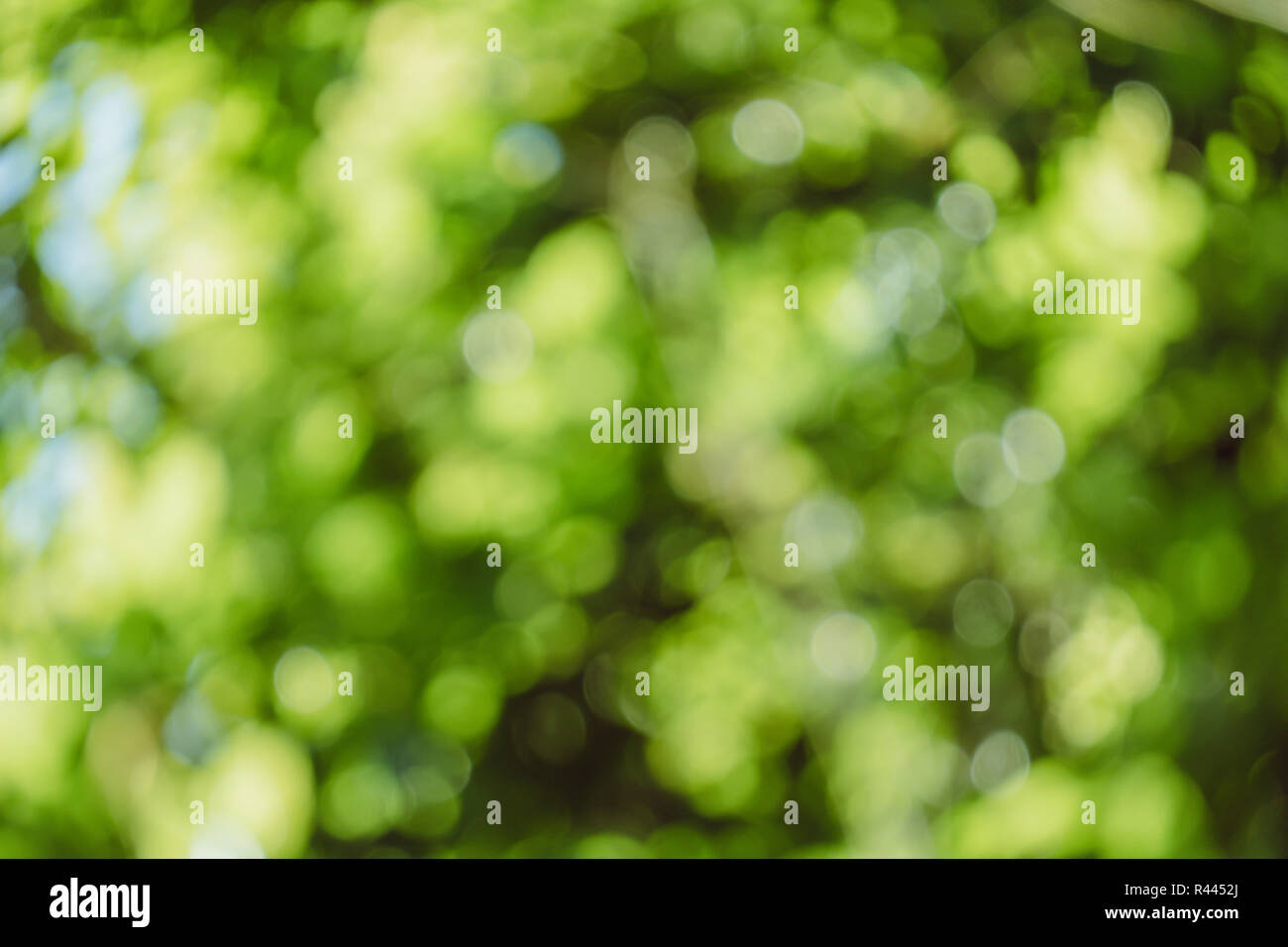 abstract natural blur background, defocused leaves, bokeh Stock Photo ...