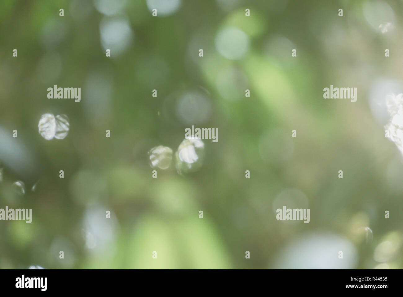 abstract natural blur background, defocused leaves, bokeh Stock Photo ...