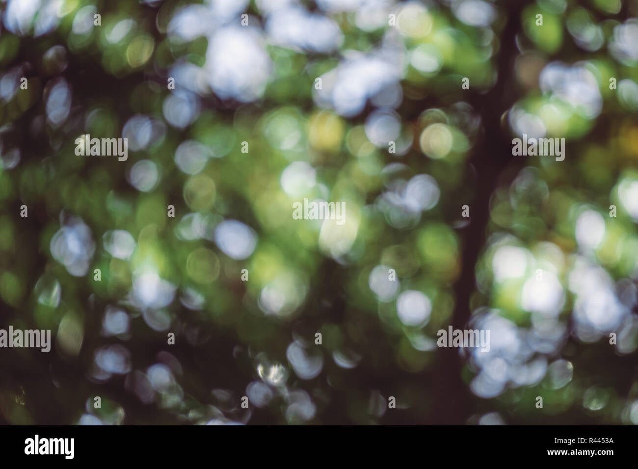 abstract natural blur background, defocused leaves, bokeh Stock Photo ...