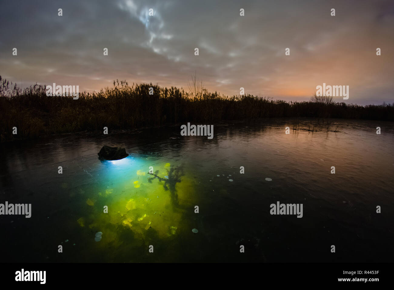 Still life with underwater plant under surface of frozen lake Stock ...