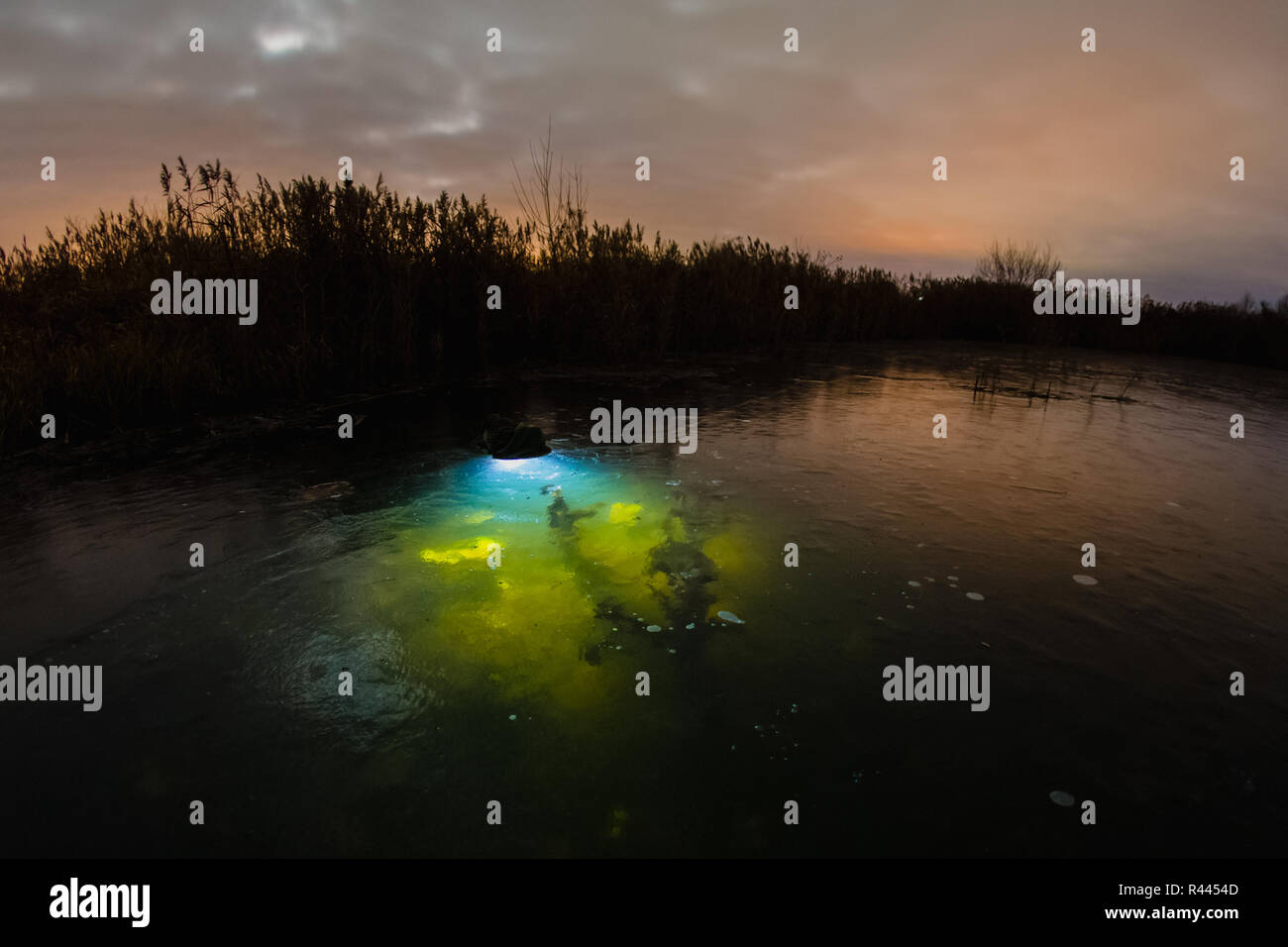 Still life with underwater plant under surface of frozen lake Stock ...